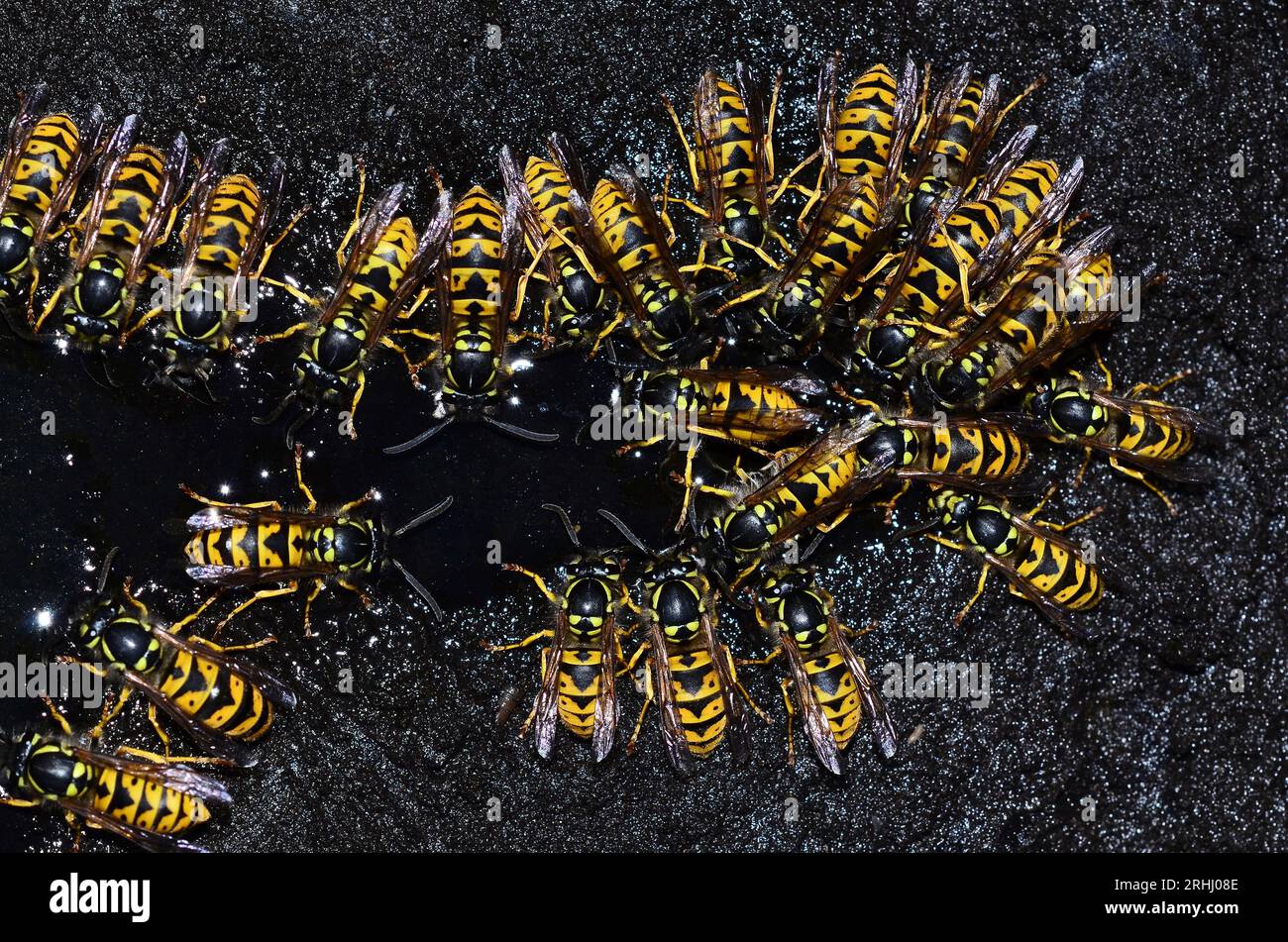 Active worker common wasps vespula Stock Photo - Alamy