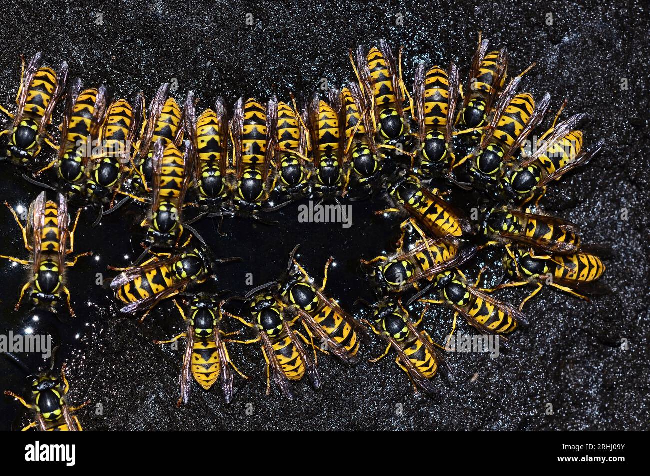 Active worker common wasps vespula vulgaris Stock Photo - Alamy