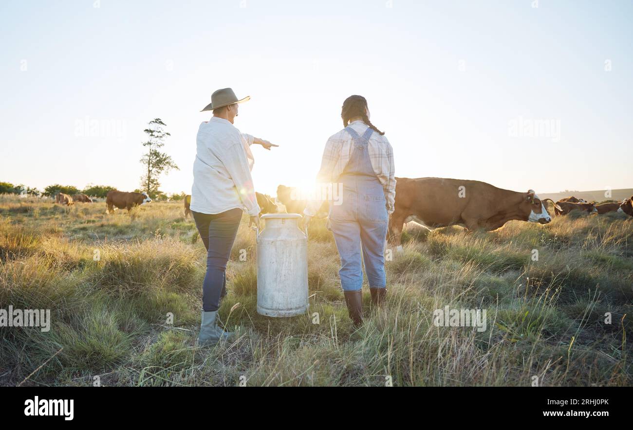 Walking, teamwork or farmers farming cattle on field harvesting poultry ...