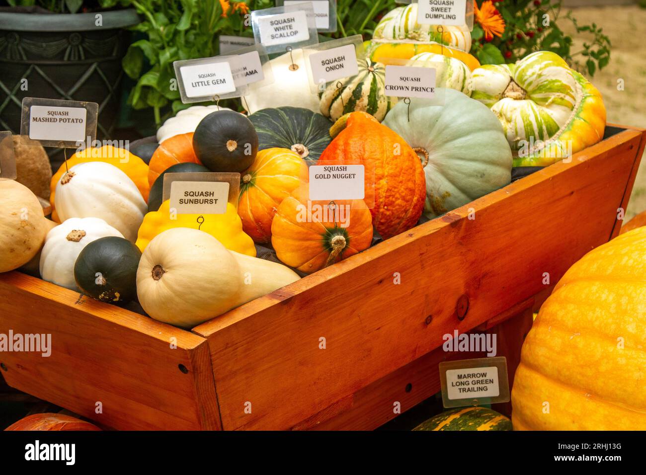 Labelled Squash Varieties on display at Southport Flower Show, UK 2023 ...