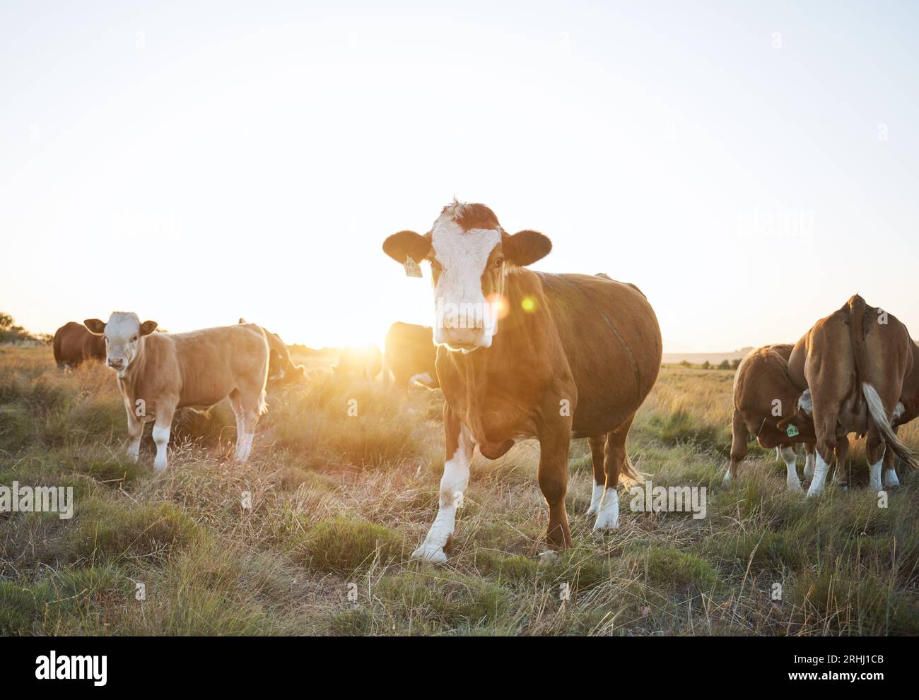 Sustainability, livestock and cattle on a farm in the countryside for eco friendly environment ...