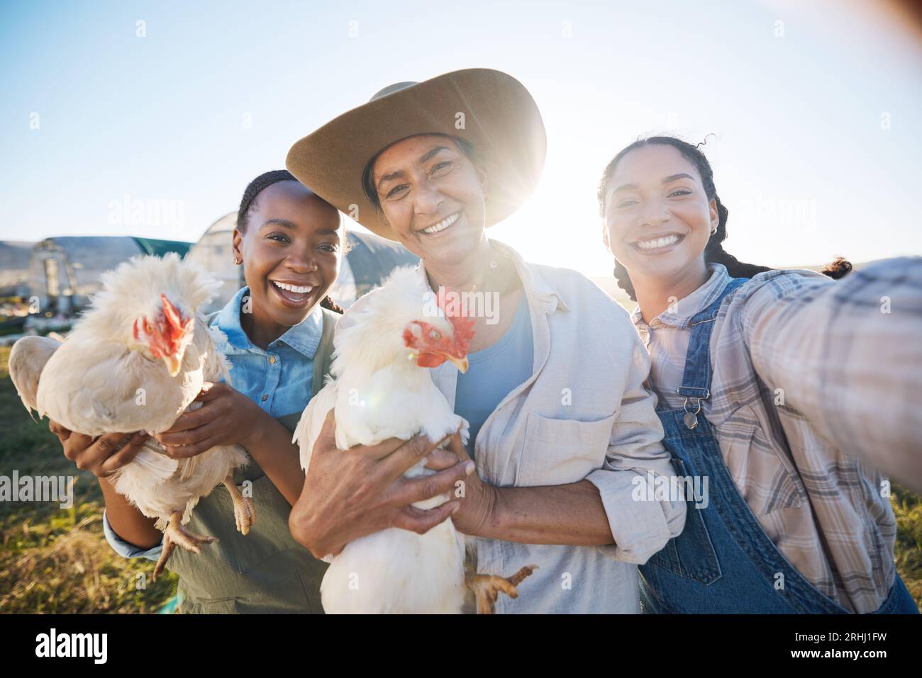 Chicken selfie hi-res stock photography and images - Alamy