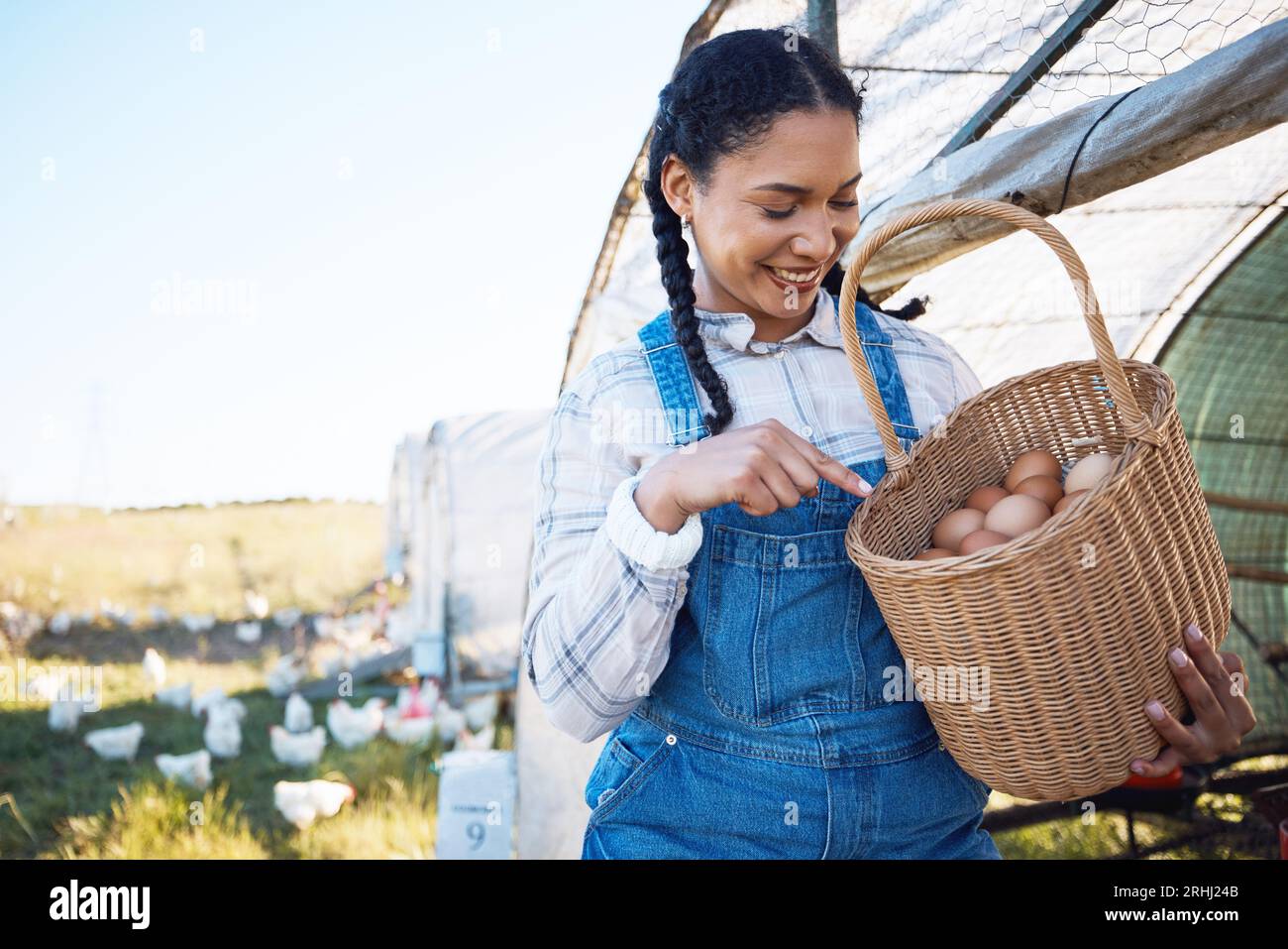 Woman counting eggs on farm with chicken, grass and sunshine in ...