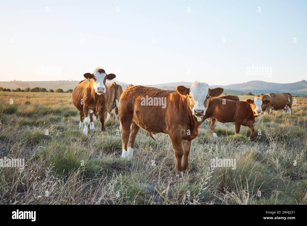 Sustainable, live stock and cows on a farm in the countryside for eco ...