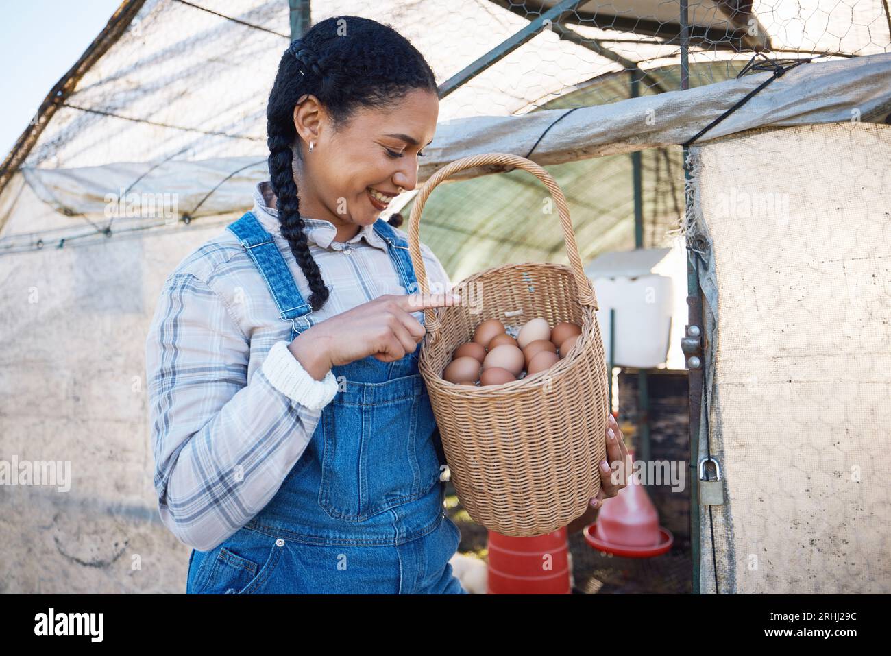 Happy woman checking eggs in basket at farm chicken coop, inspection ...