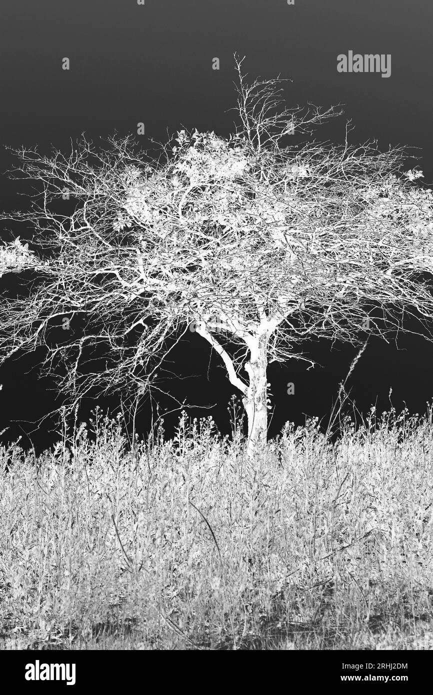 A simple tree growing in the beachy fields in a bright shining black ...