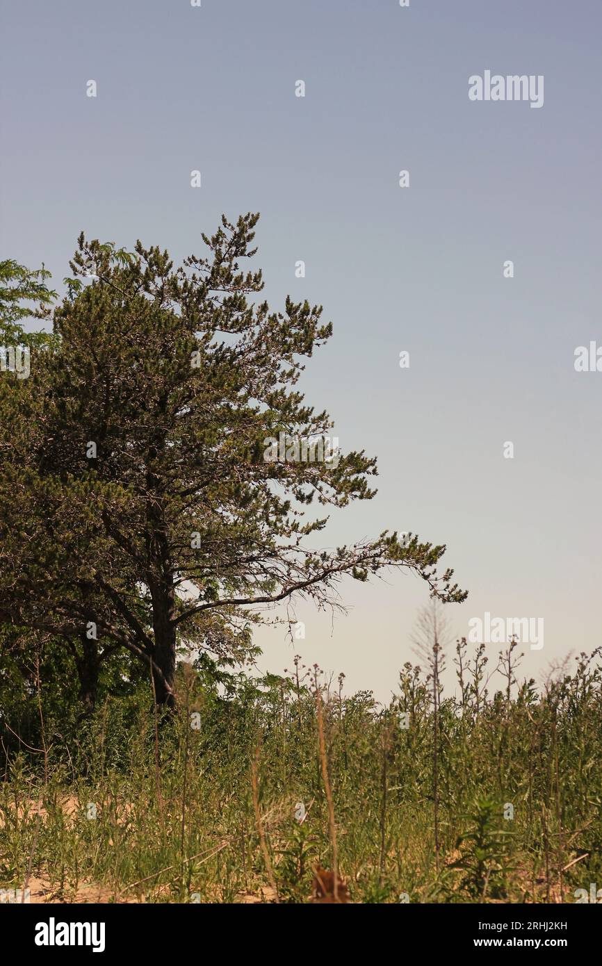A simple tree growing in the beachy fields Stock Photo - Alamy