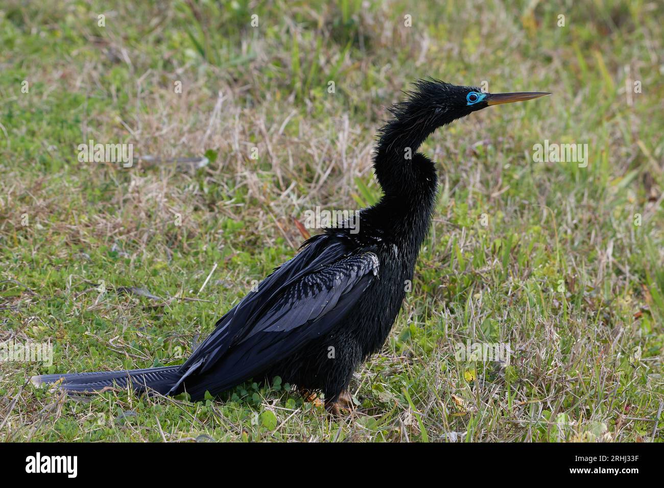 Anhinga anhinga leucogaster, Amerikanischer Schlangenhalsvogel, water ...