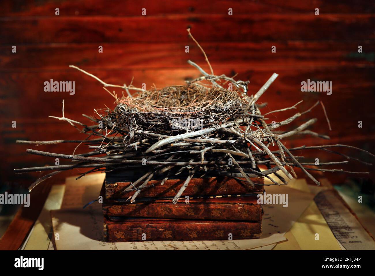 Old bird at the nest hi-res stock photography and images - Alamy