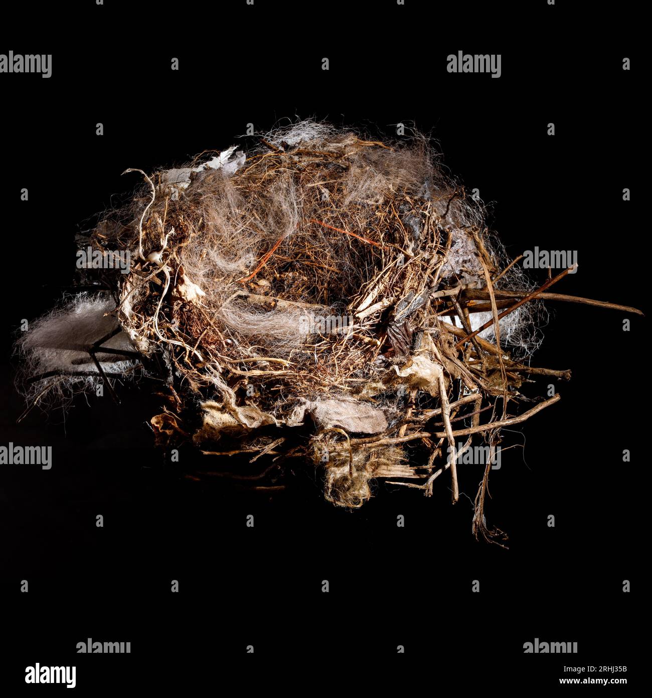 beautiful empty bird nest with dramatic soft lighting on a dark ...