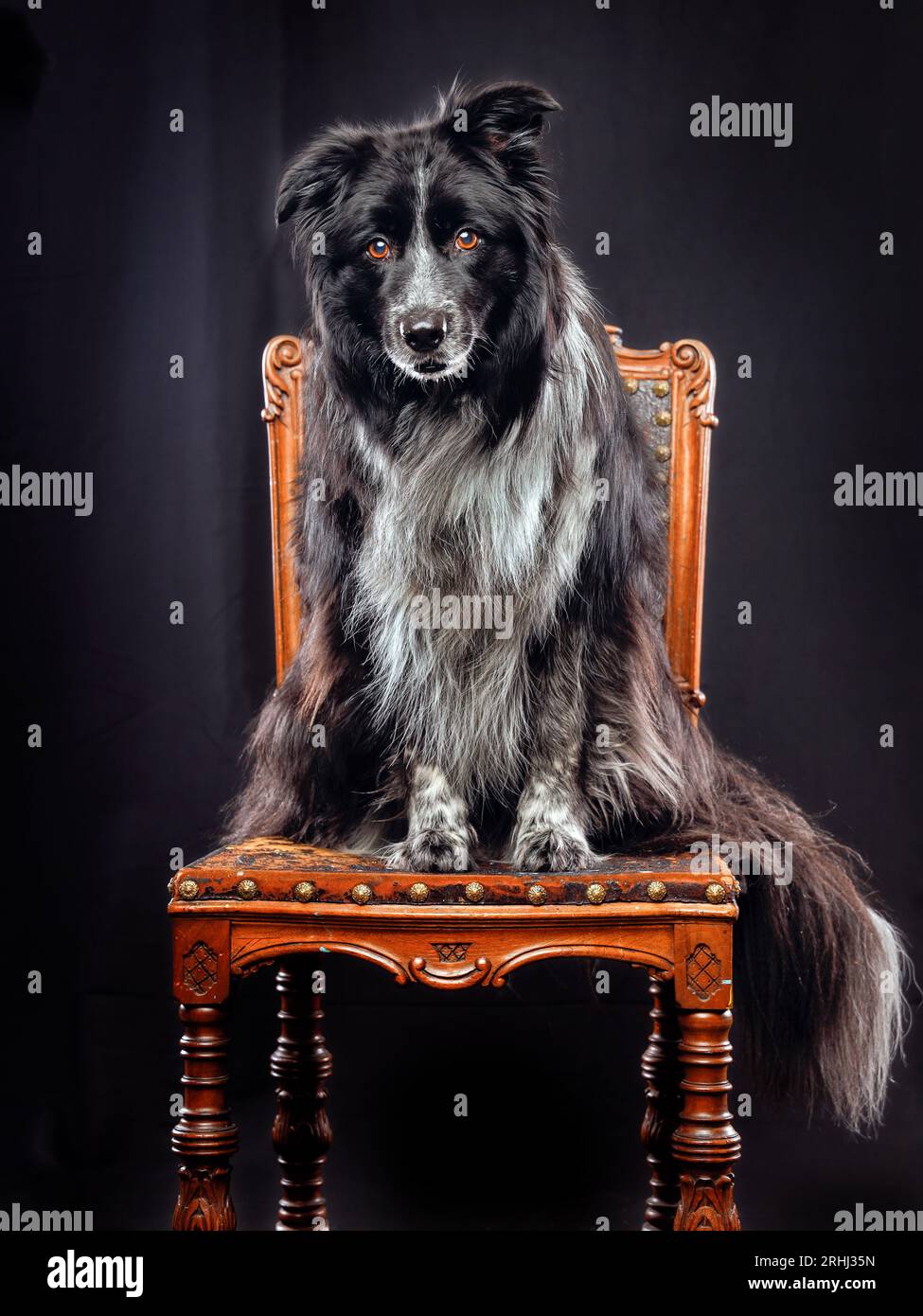 beautiful happy border collier herding dog sitting on a vintage antique ...