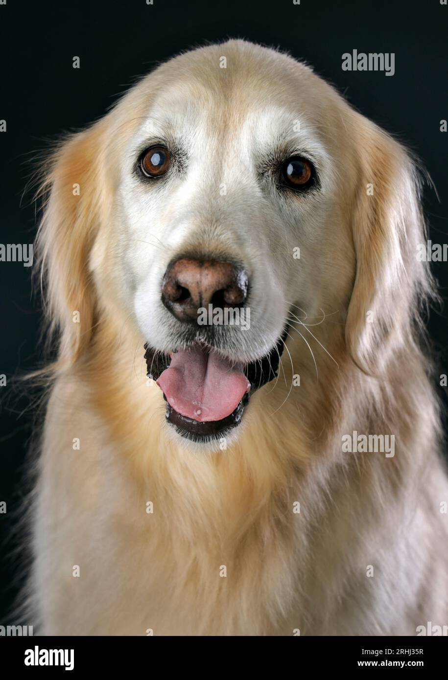 beautiful light colored golden retriever puppy dog with soft fluffy fur ...