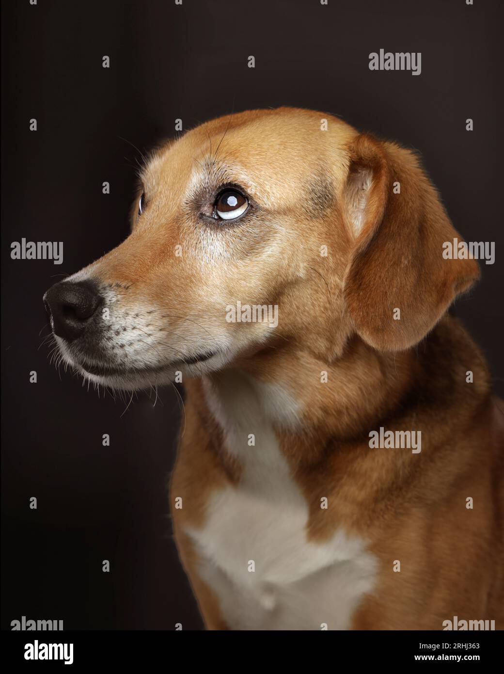 happy cute beagle rescue puppy dog looking calm and happy in the studio ...