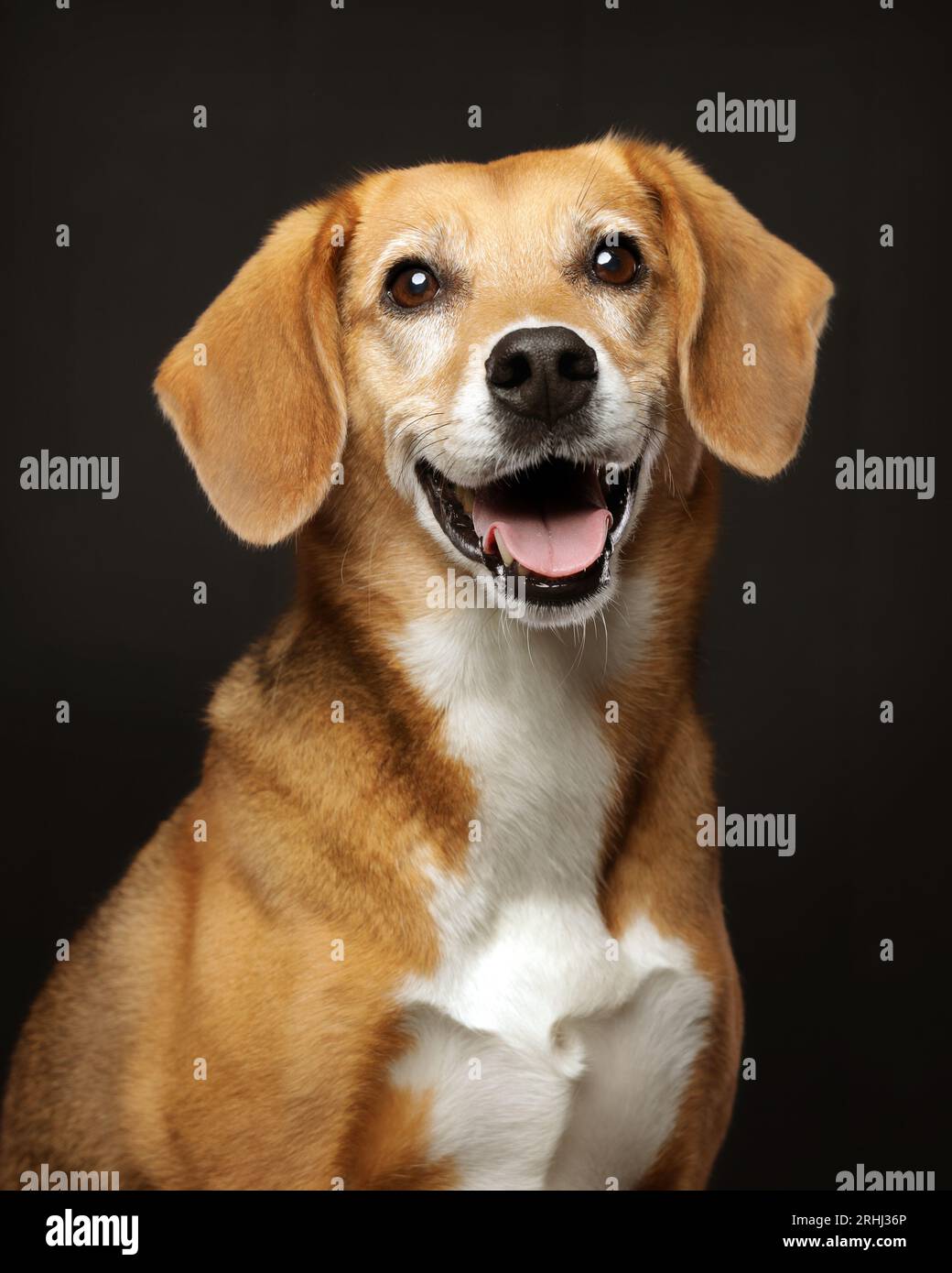 happy cute beagle rescue puppy dog looking calm and happy in the studio ...