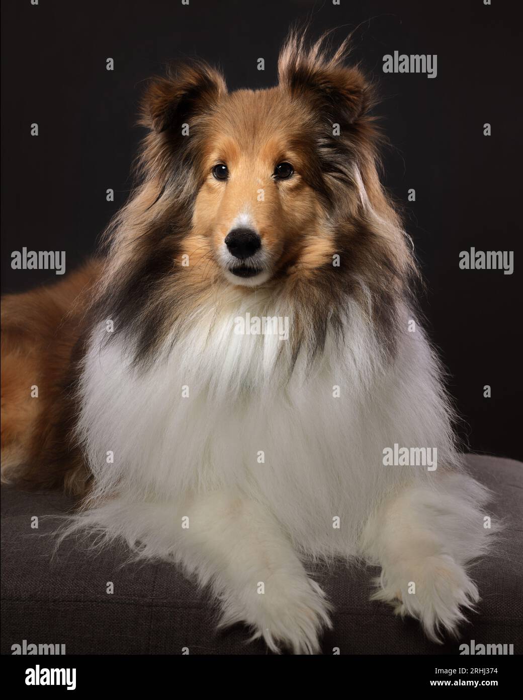 beautiful fluffy groomed sheltie shetland sheep dog collie puppy with a ...