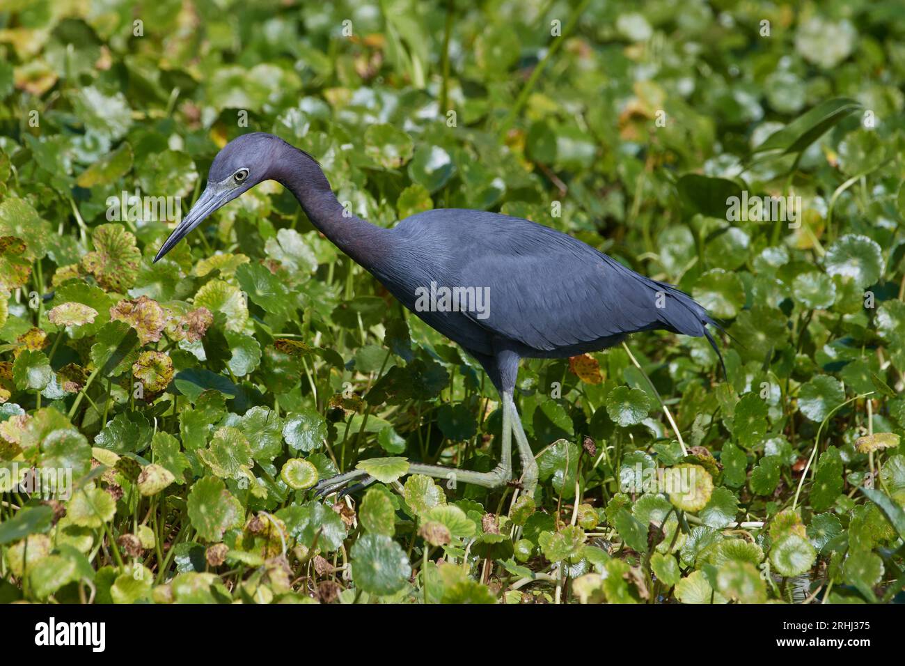 Egretta caerulea, Blaureiher, little blue heron Stock Photo - Alamy