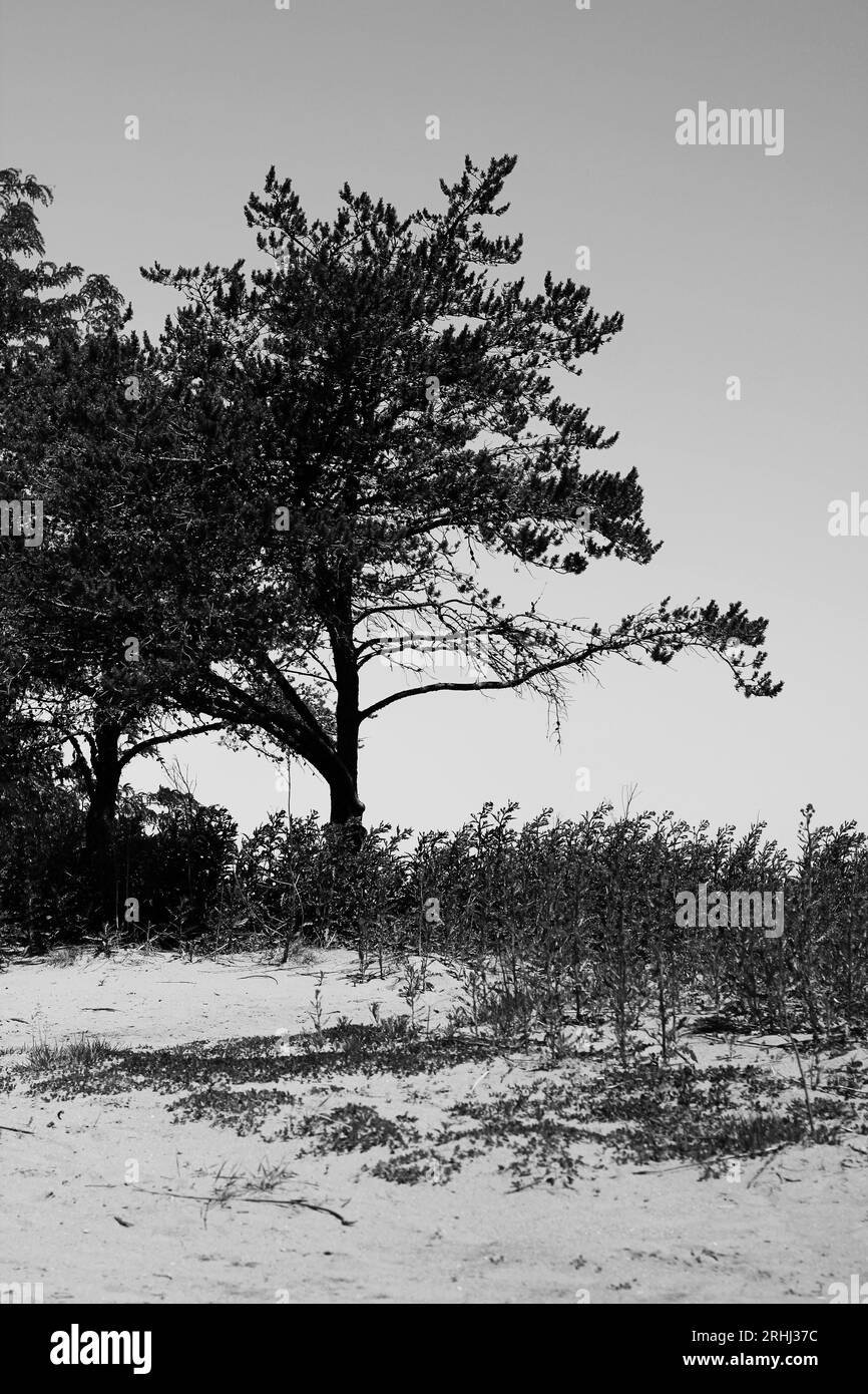 A simple tree growing in the beachy fields in a black and white ...