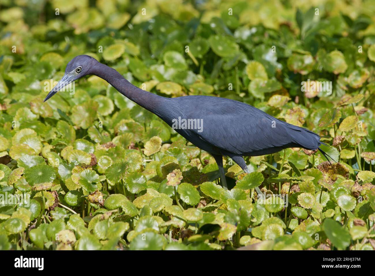 Egretta caerulea, Blaureiher, little blue heron Stock Photo - Alamy