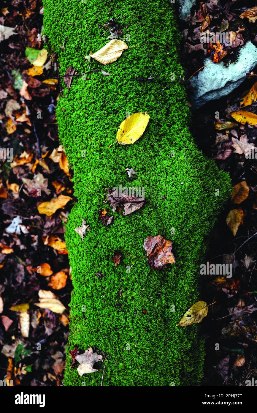 fallen tree covered in beautiful green moss with fall autumn leaves on ...