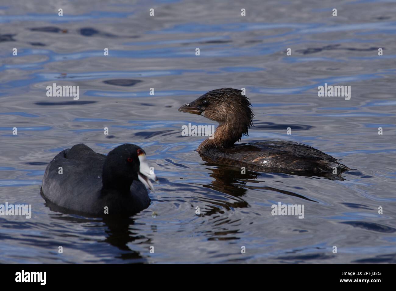 Podicipediformes podicipedidae podilymbus podiceps hi-res stock ...