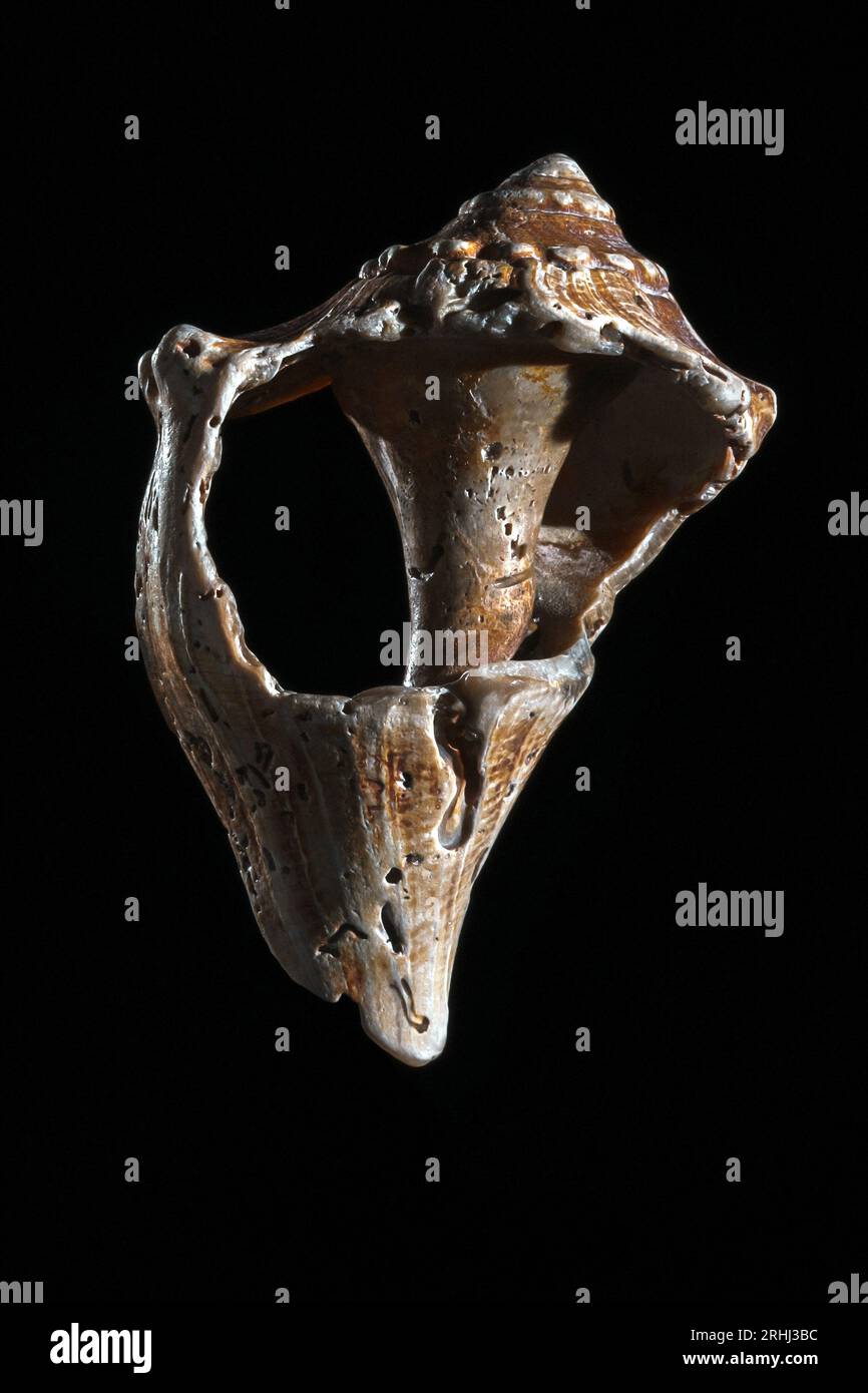 Seashell fossil hi-res stock photography and images - Alamy