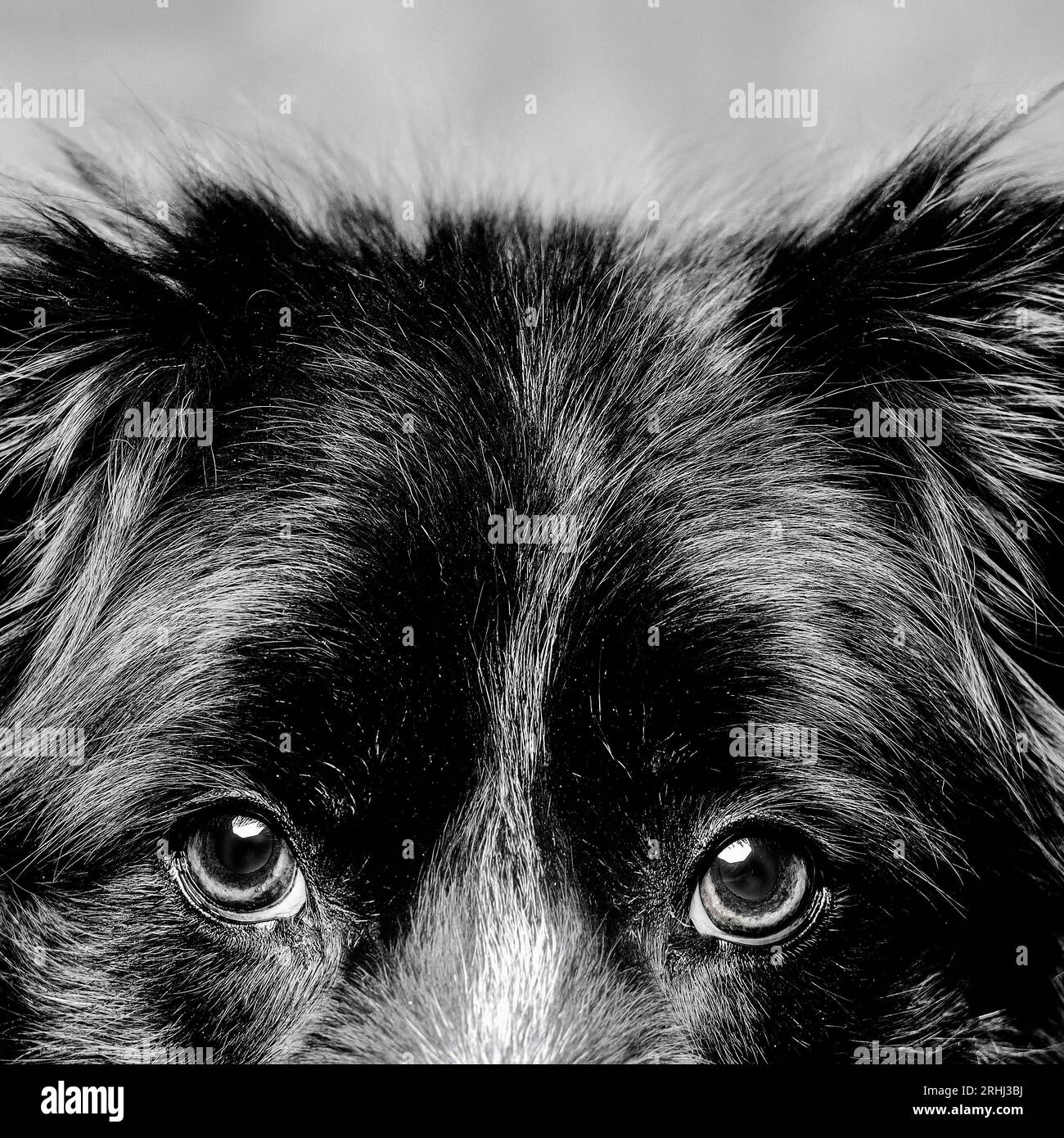 Stare eyes hi-res stock photography and images - Alamy