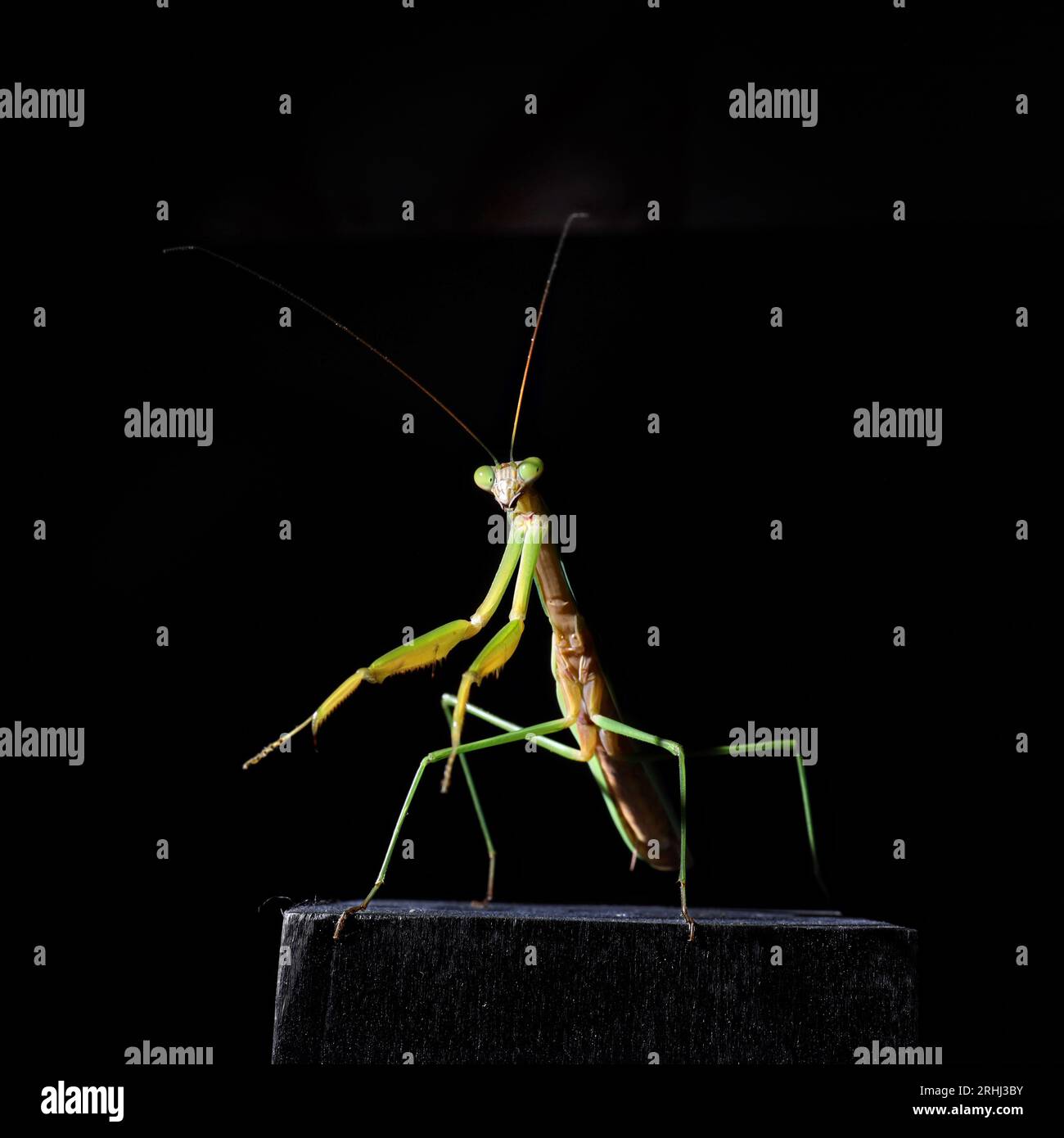 Bug detail hi-res stock photography and images - Alamy
