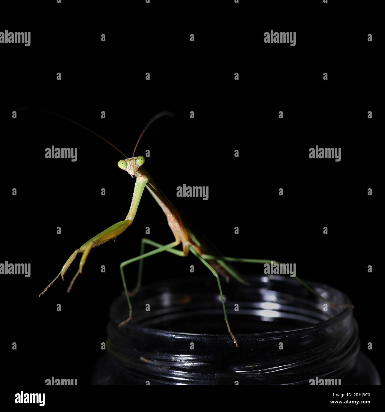 green praying mantis bug standing up on a dark background Stock Photo ...