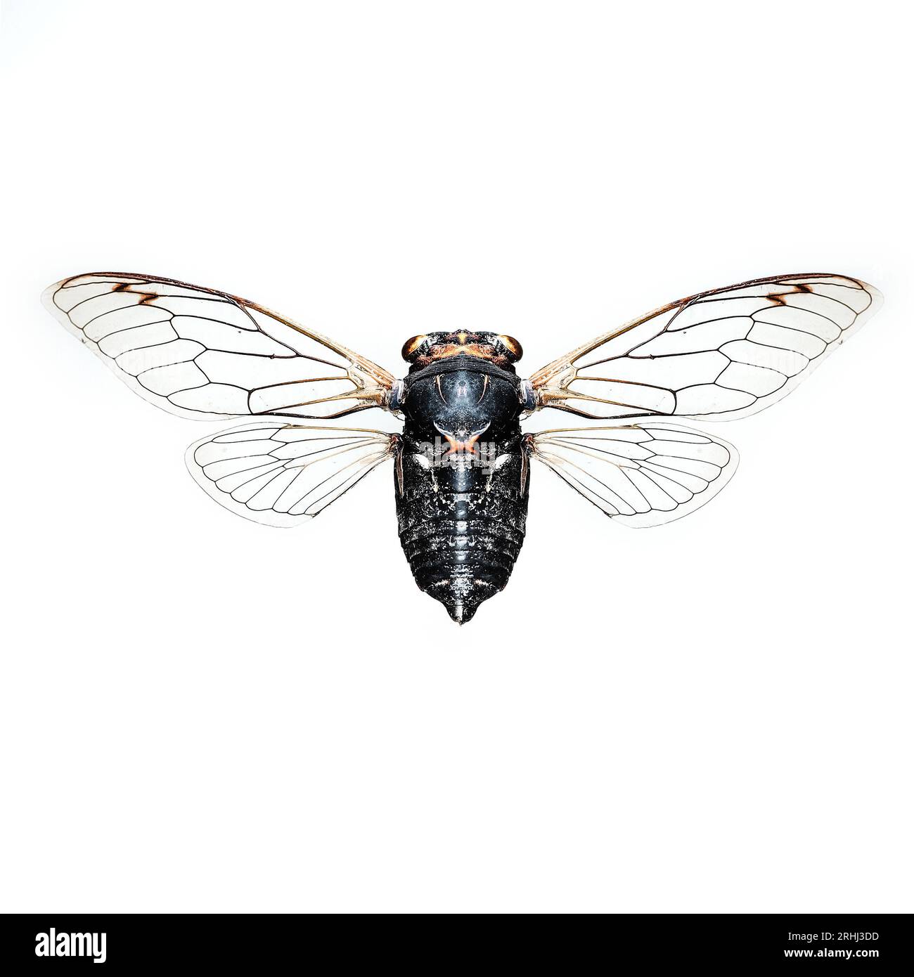close up image of a cicada bug on white background with beautiful ...