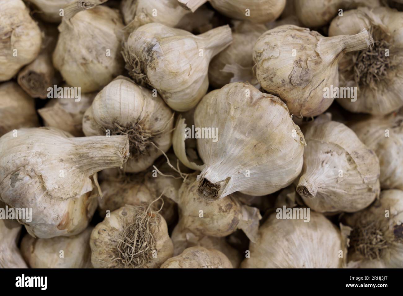 A Basket Full With Garlics, Garlic Pile Stock Photo - Alamy
