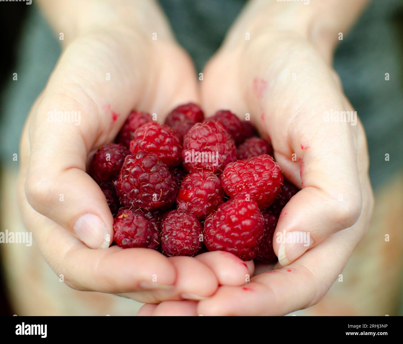 Handful of sweet ripe red raspberries summer fruits in woman palms arms ...
