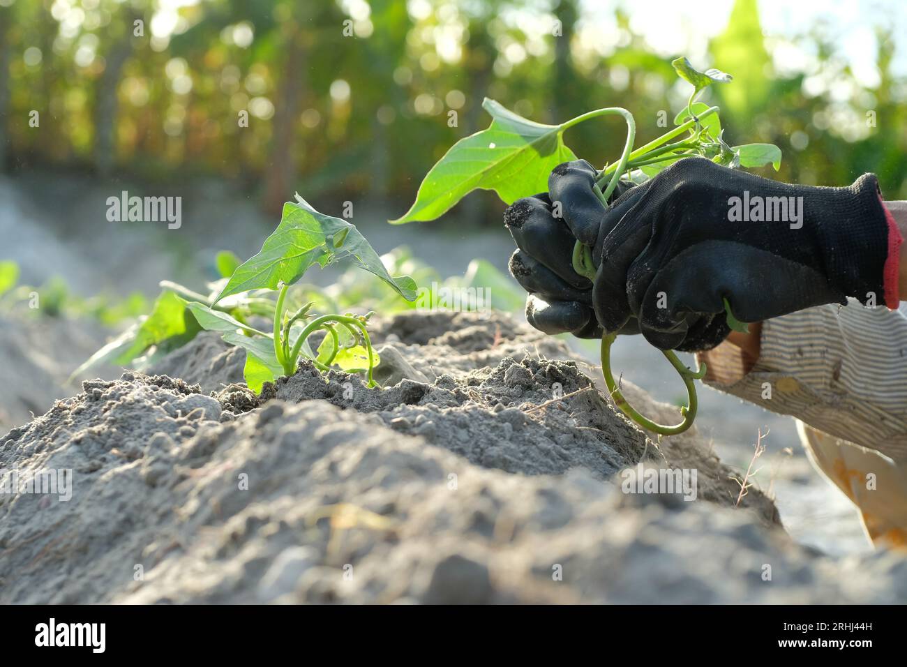A farmer is planting sweet potatoes in an open field, Planting sweet ...