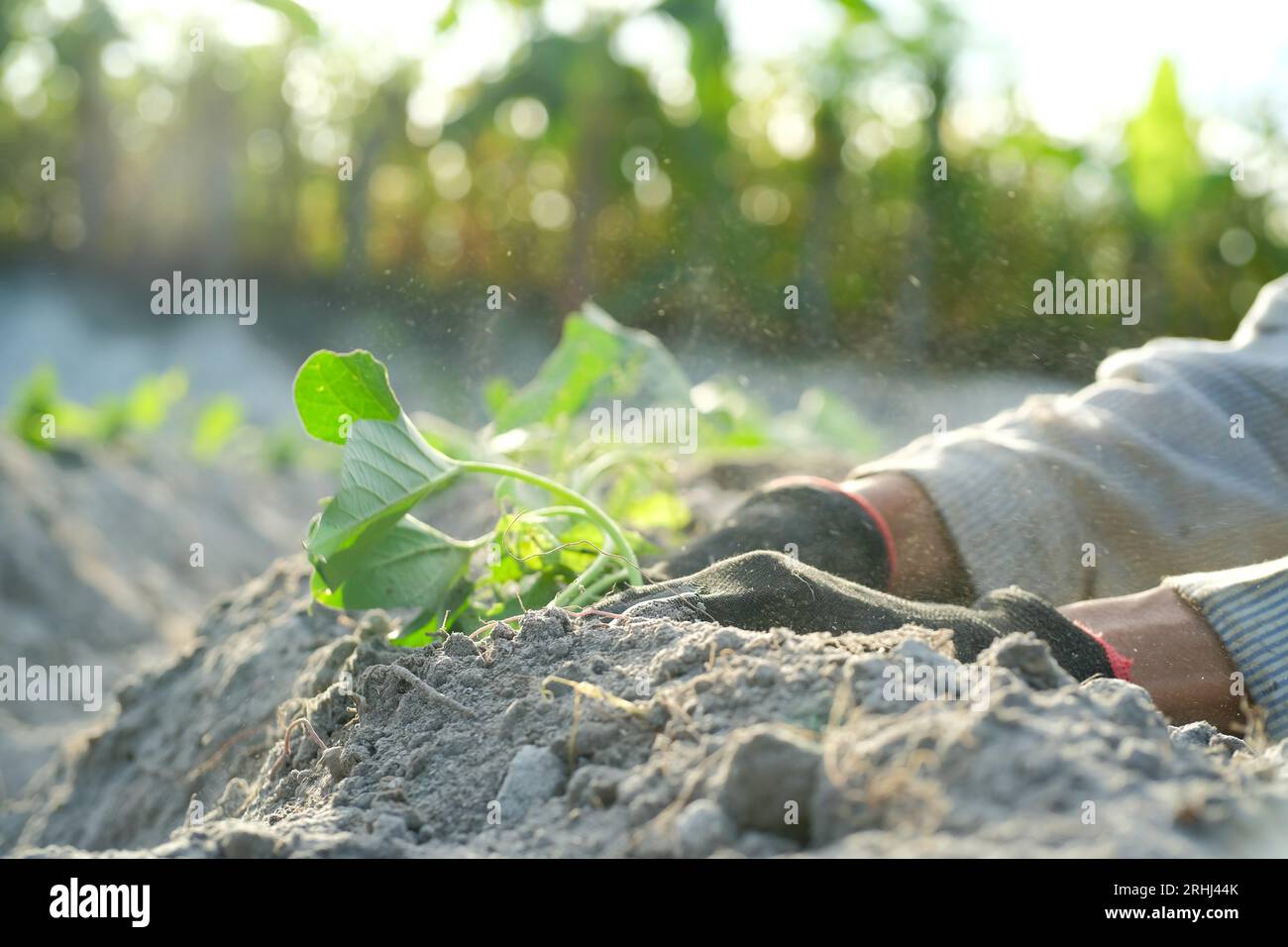 A farmer is planting sweet potatoes in an open field, Planting sweet ...