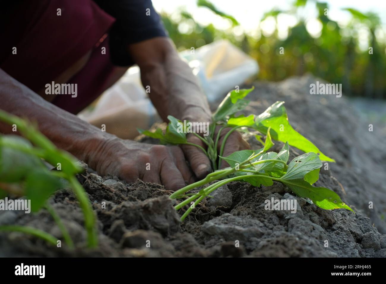 A farmer is planting sweet potatoes in an open field, Planting sweet ...