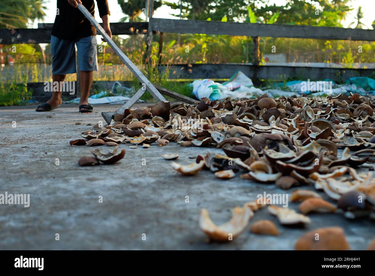 Dried copra from selected coconuts is used to extract coconut oil Stock ...