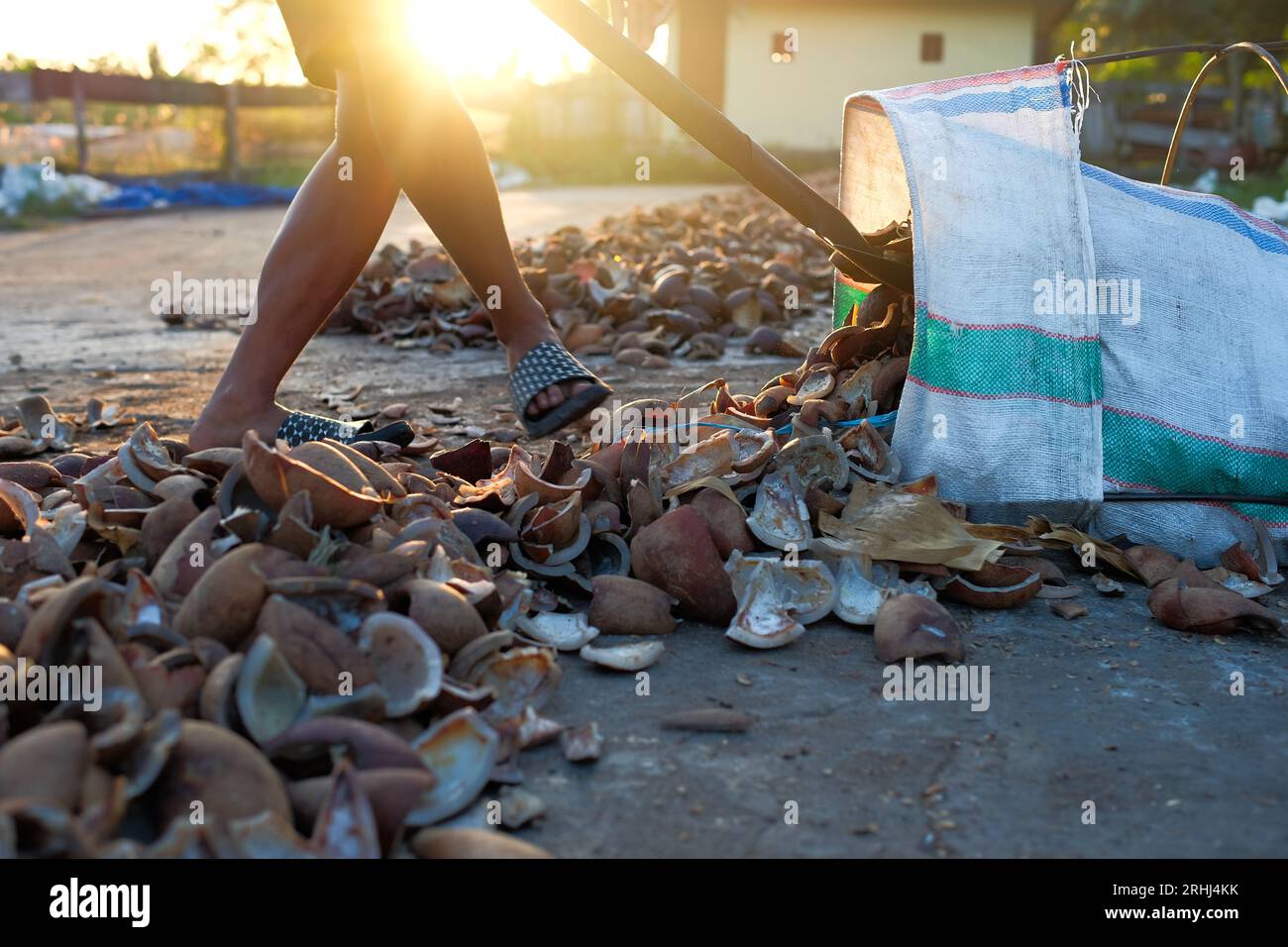 Dried copra from selected coconuts is used to extract coconut oil Stock ...