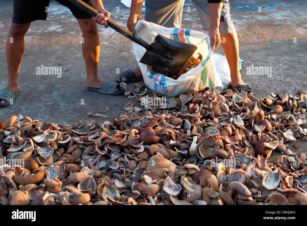 Dried copra from selected coconuts is used to extract coconut oil Stock ...