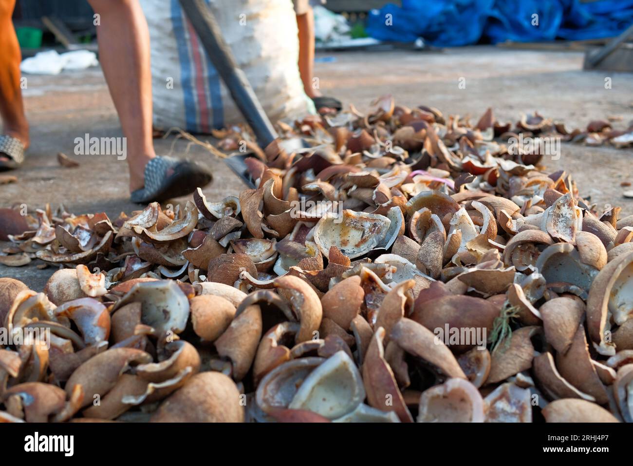 Dried copra from selected coconuts is used to extract coconut oil Stock ...