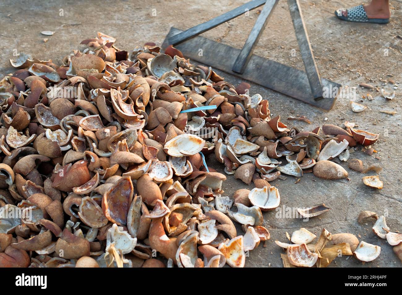 Dried copra from selected coconuts is used to extract coconut oil Stock ...