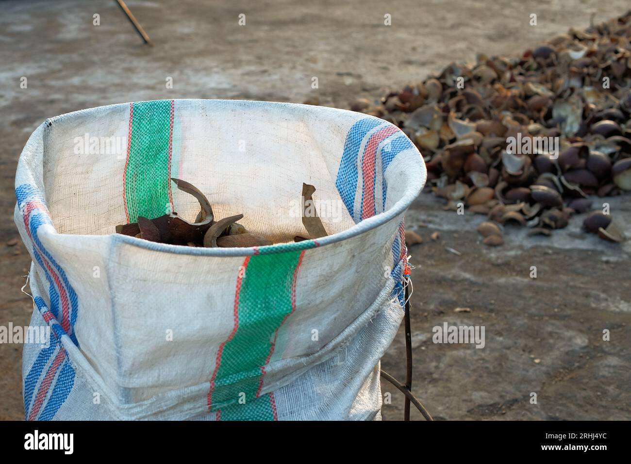 Dried copra from selected coconuts is used to extract coconut oil Stock ...