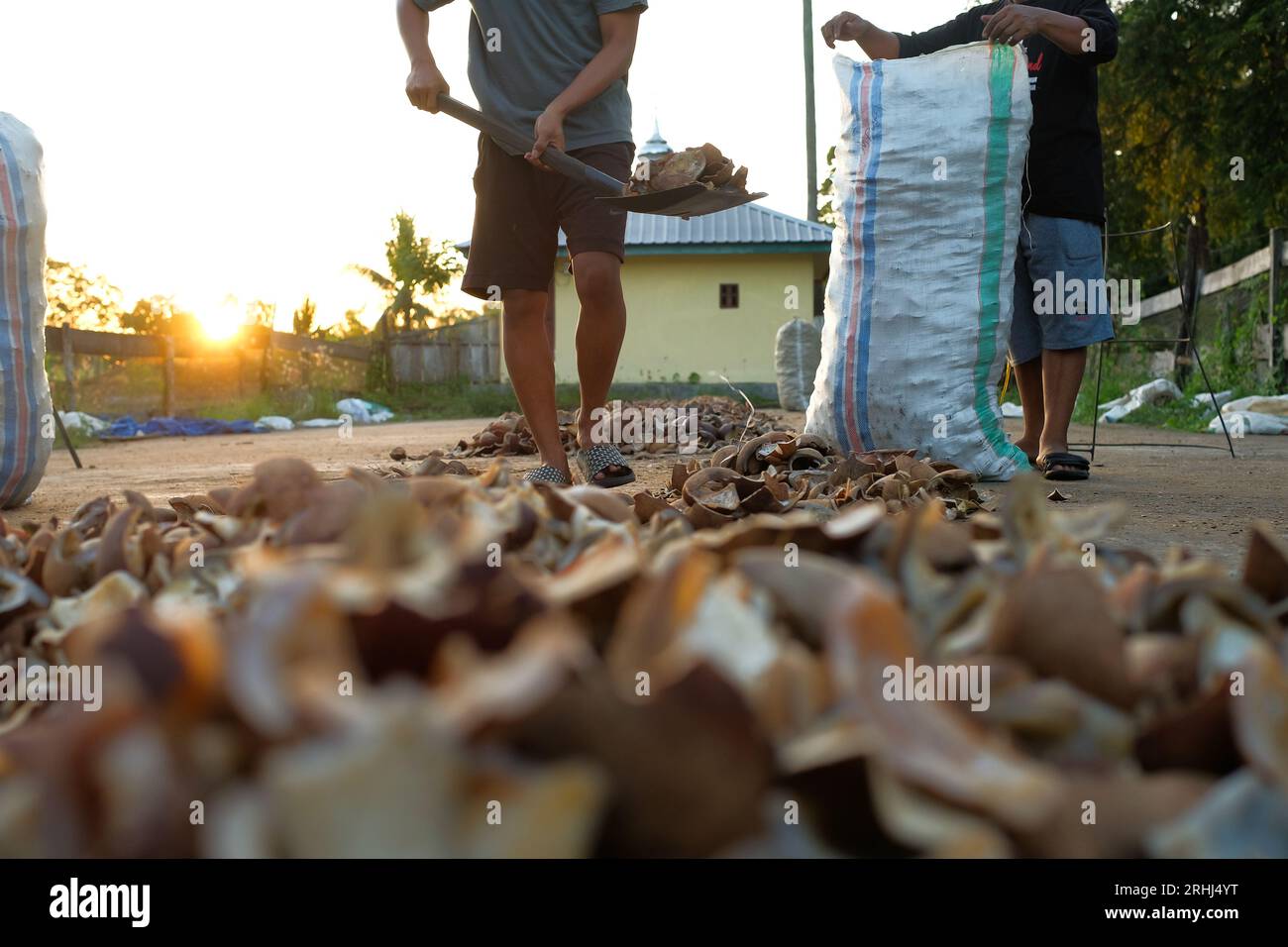 Dried copra from selected coconuts is used to extract coconut oil Stock ...