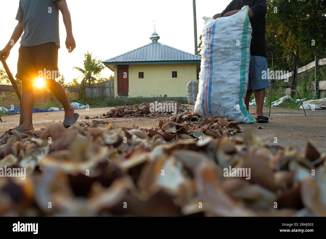 Dried copra from selected coconuts is used to extract coconut oil Stock ...