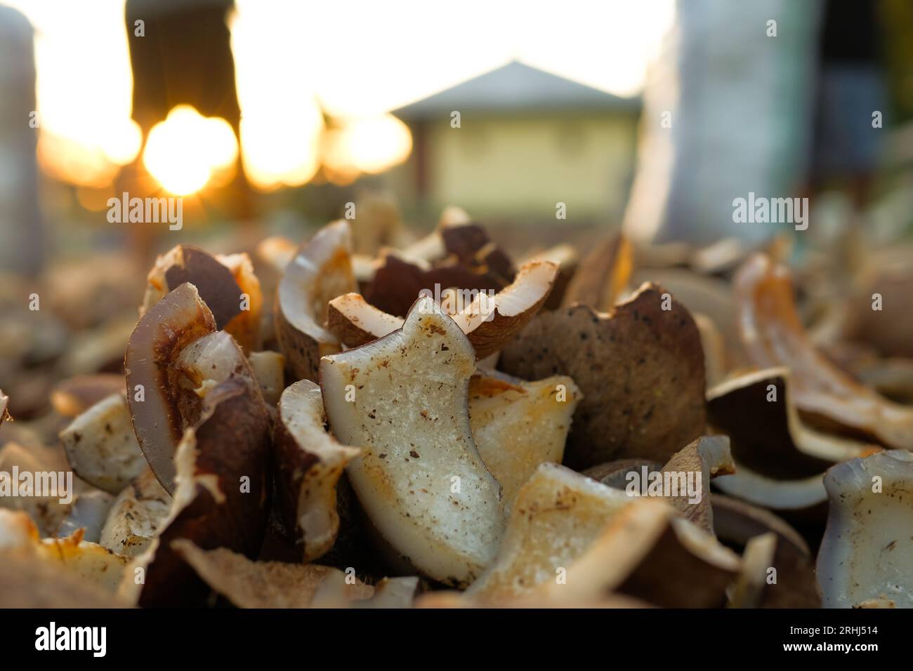 Dried copra from selected coconuts is used to extract coconut oil Stock ...
