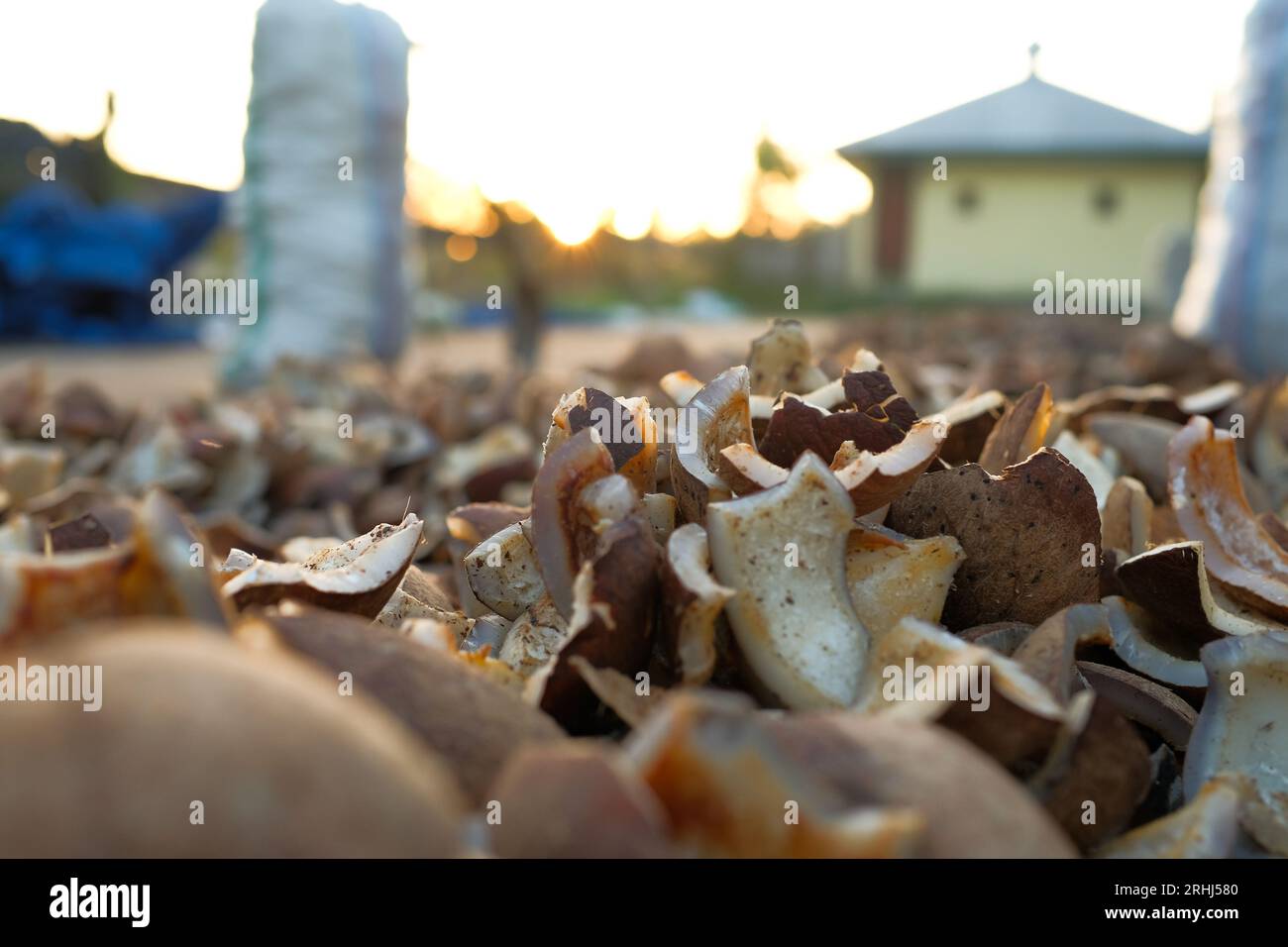 Dried copra from selected coconuts is used to extract coconut oil Stock ...