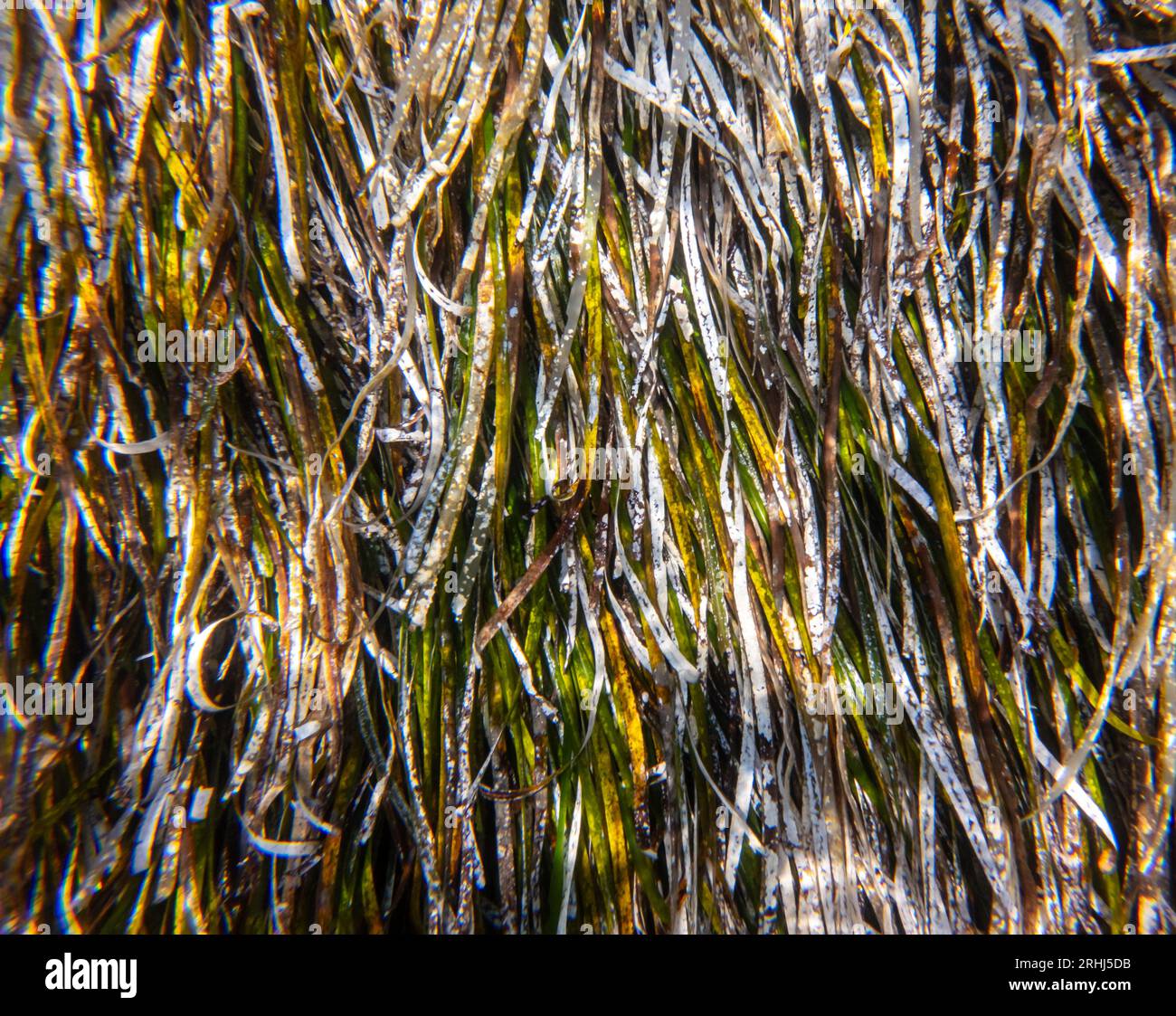 Background of seagrass. Top view of seagrass in the Aegean Sea Stock ...