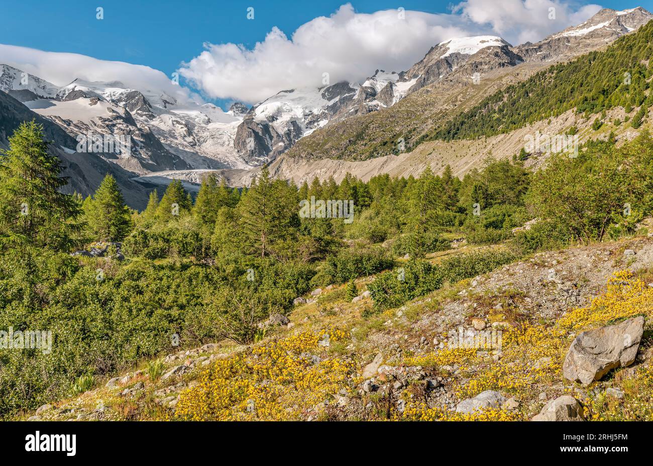 Summer landscape at the Morteratsch Glacier, Engadine, Switzerland ...