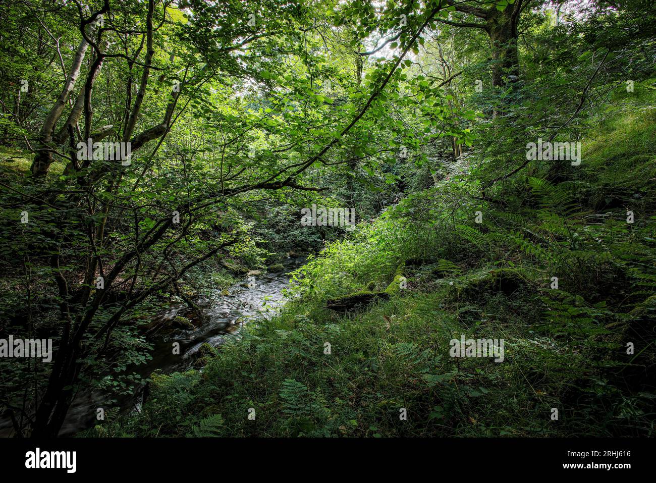 Moss and fern abound high above Gill Beck in the Woodland Trust wooded ...