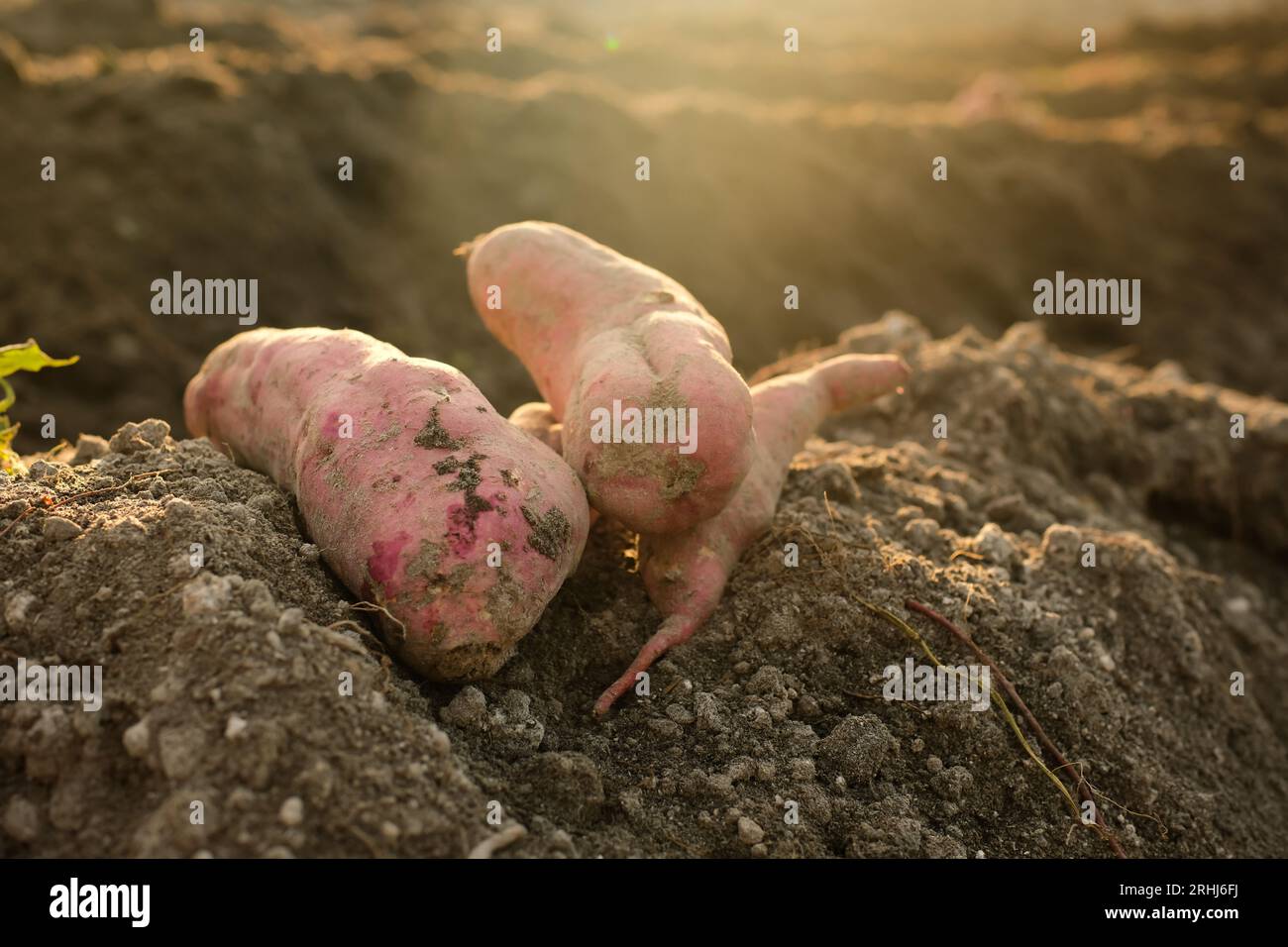 Sweet potato products on the ground are freshly harvested from ...