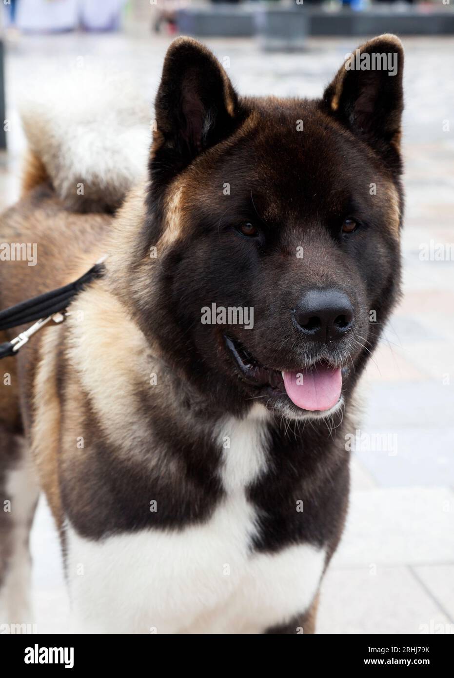 Akita dog hi-res stock photography and images - Alamy