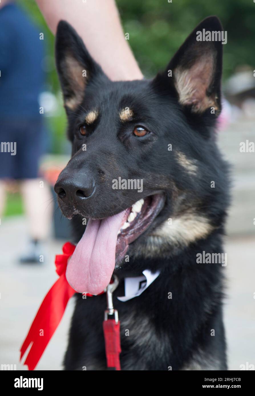 German Shepherd - Alsatian Stock Photo - Alamy